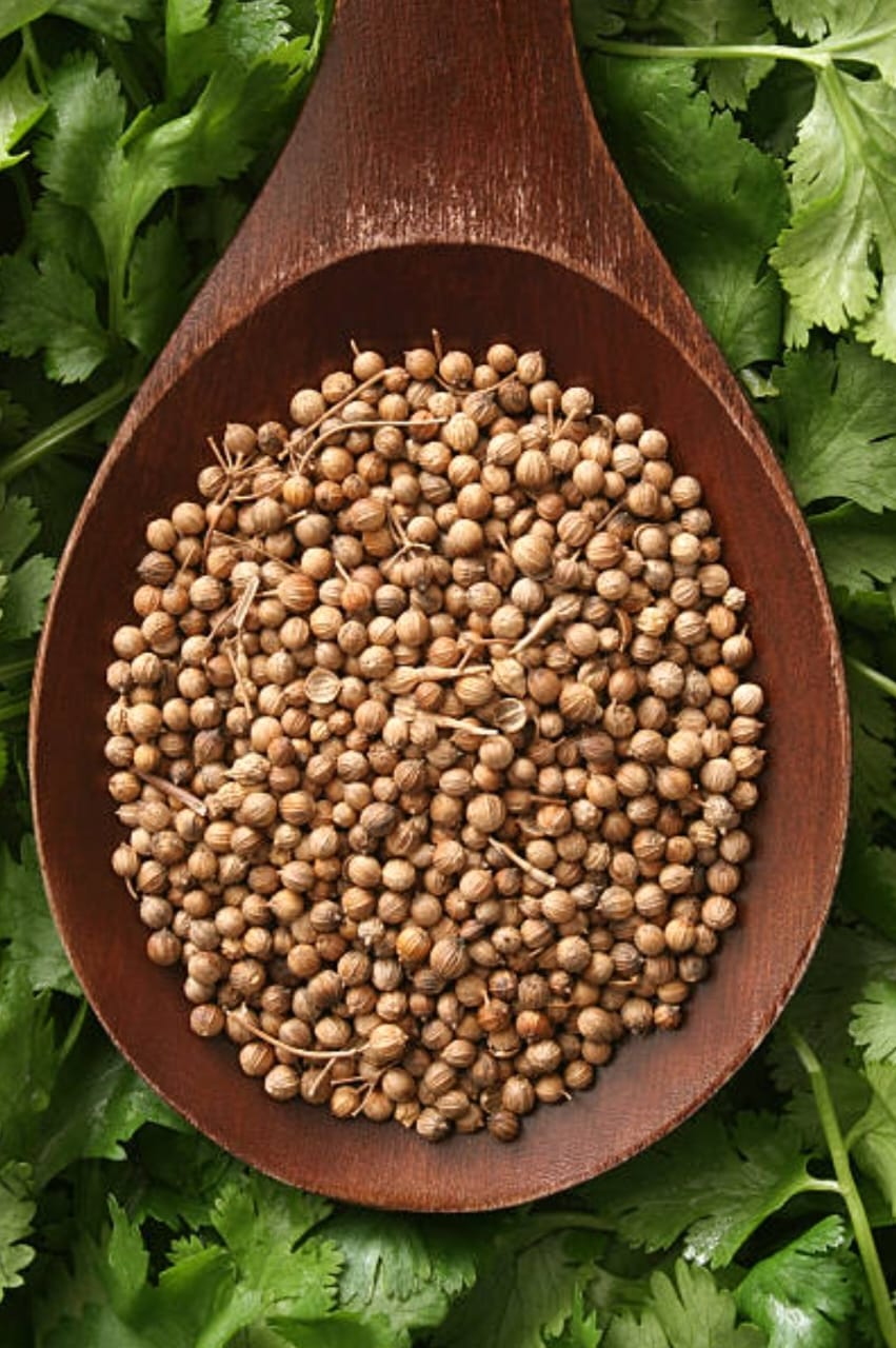 Coriander Seeds – Favchell Spices