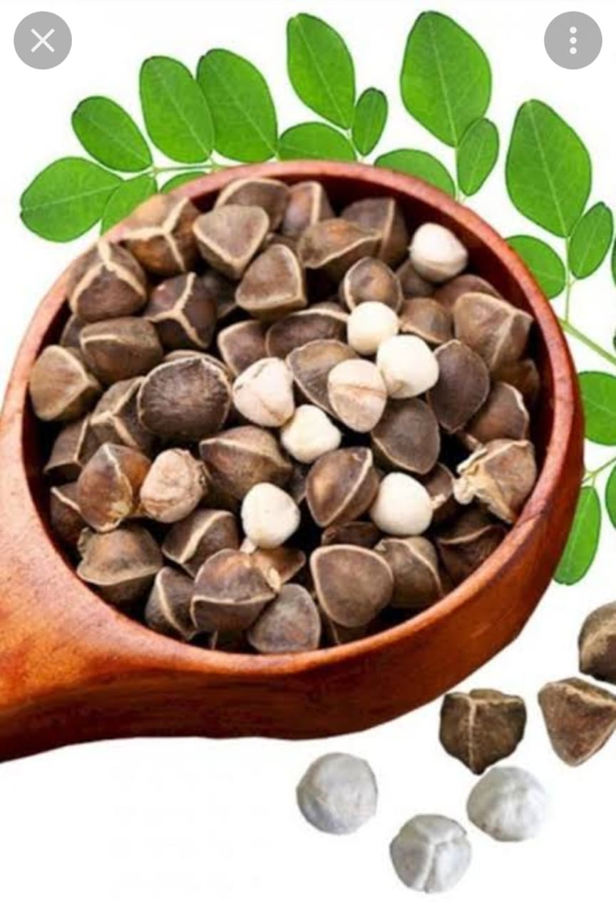 Moringa Seeds – Favchell Spices