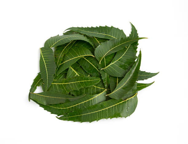 Neem Leaves Powder – Favchell Spices